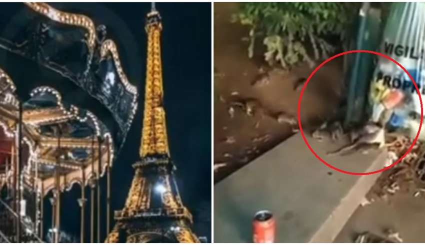 Vídeo amador revela dezenas de ratos em rua junto à Torre Eiffel ...