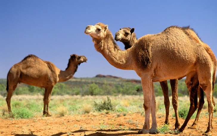 Milhares de camelos vão ser mortos na Austrália por beberem demasiada ...