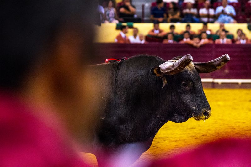 Touradas em Portugal passam a ser proibidas a menores de 16 anos - Jornal Diário Online